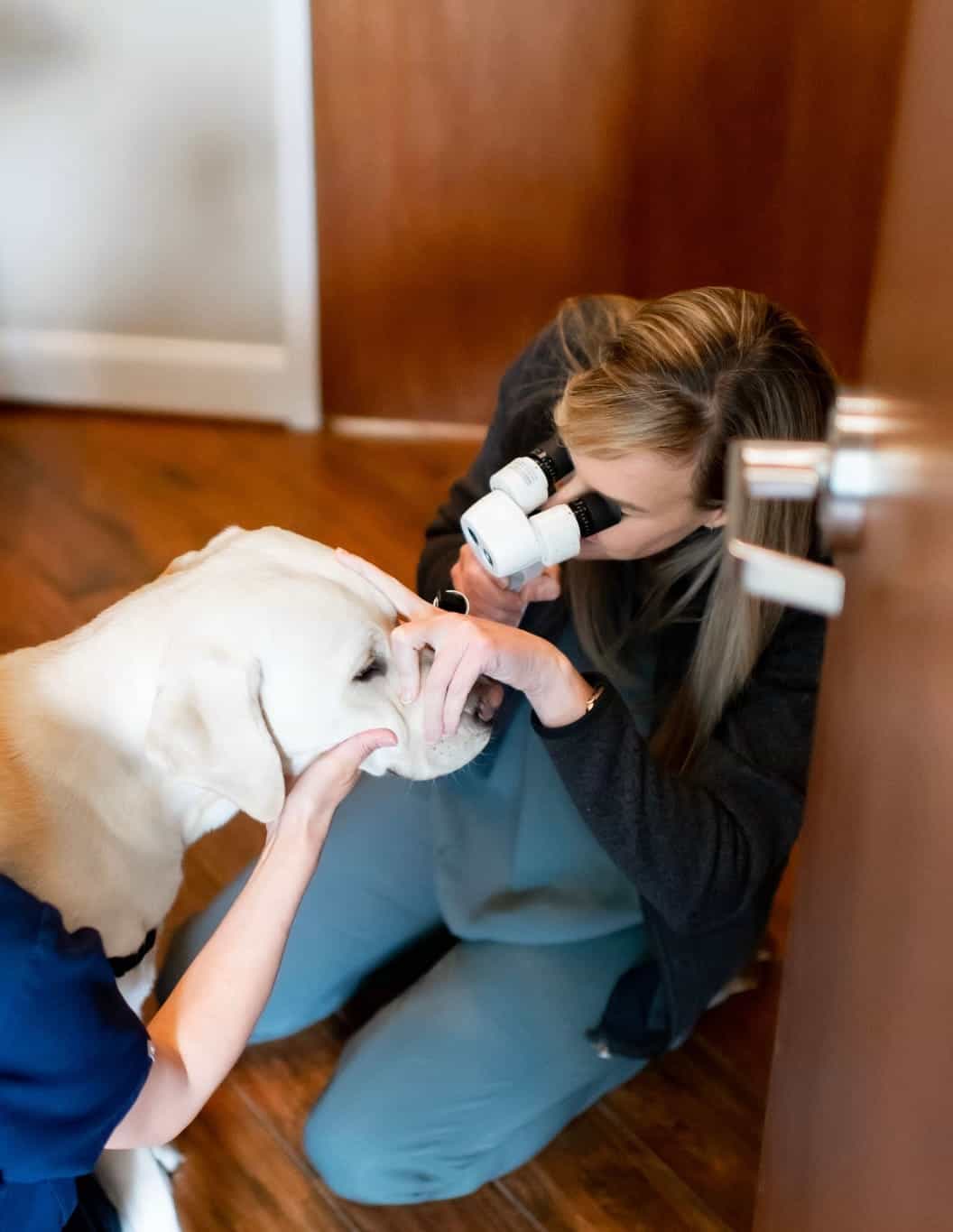 Veterinary Services | Vet Vision Specialists