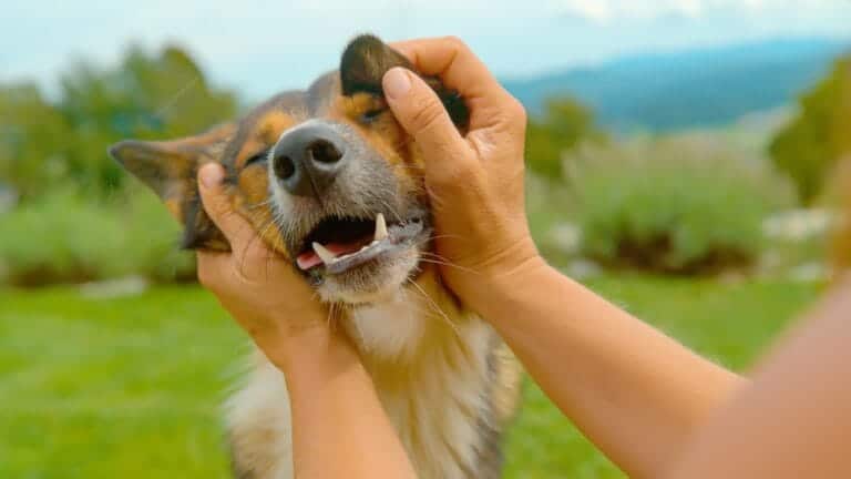 Entropion Surgery | Vet Vision Specialists