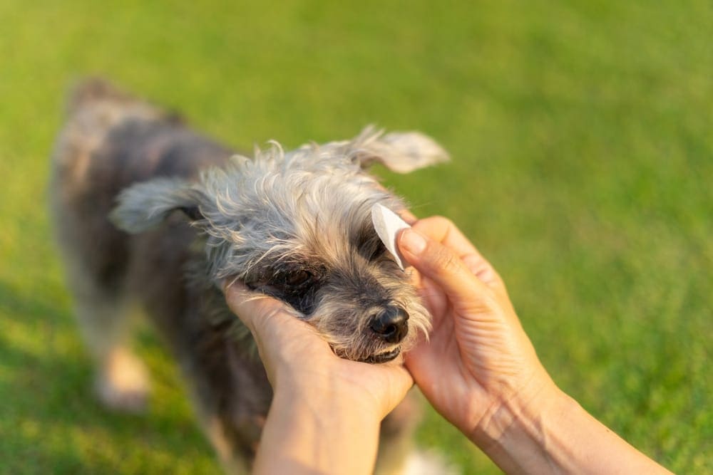 Pet Eye Care: Distichia & Ectopic Cilia Treatment