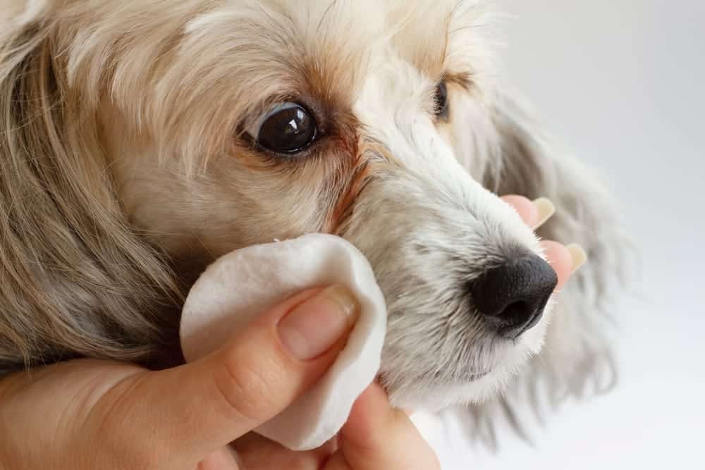 Pet Eye Care: Distichia & Ectopic Cilia Treatment