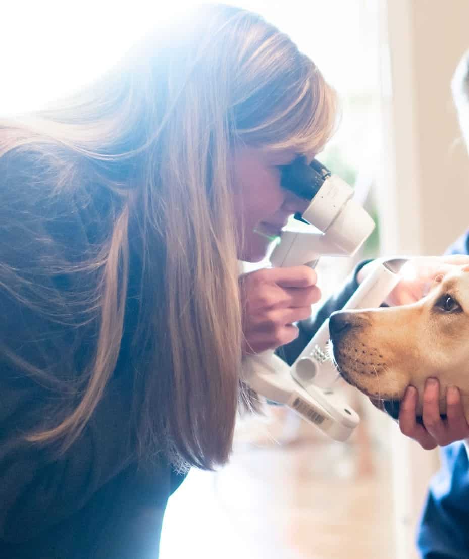 Expert Eye Care for Pets | Veterinary Vision Specialists