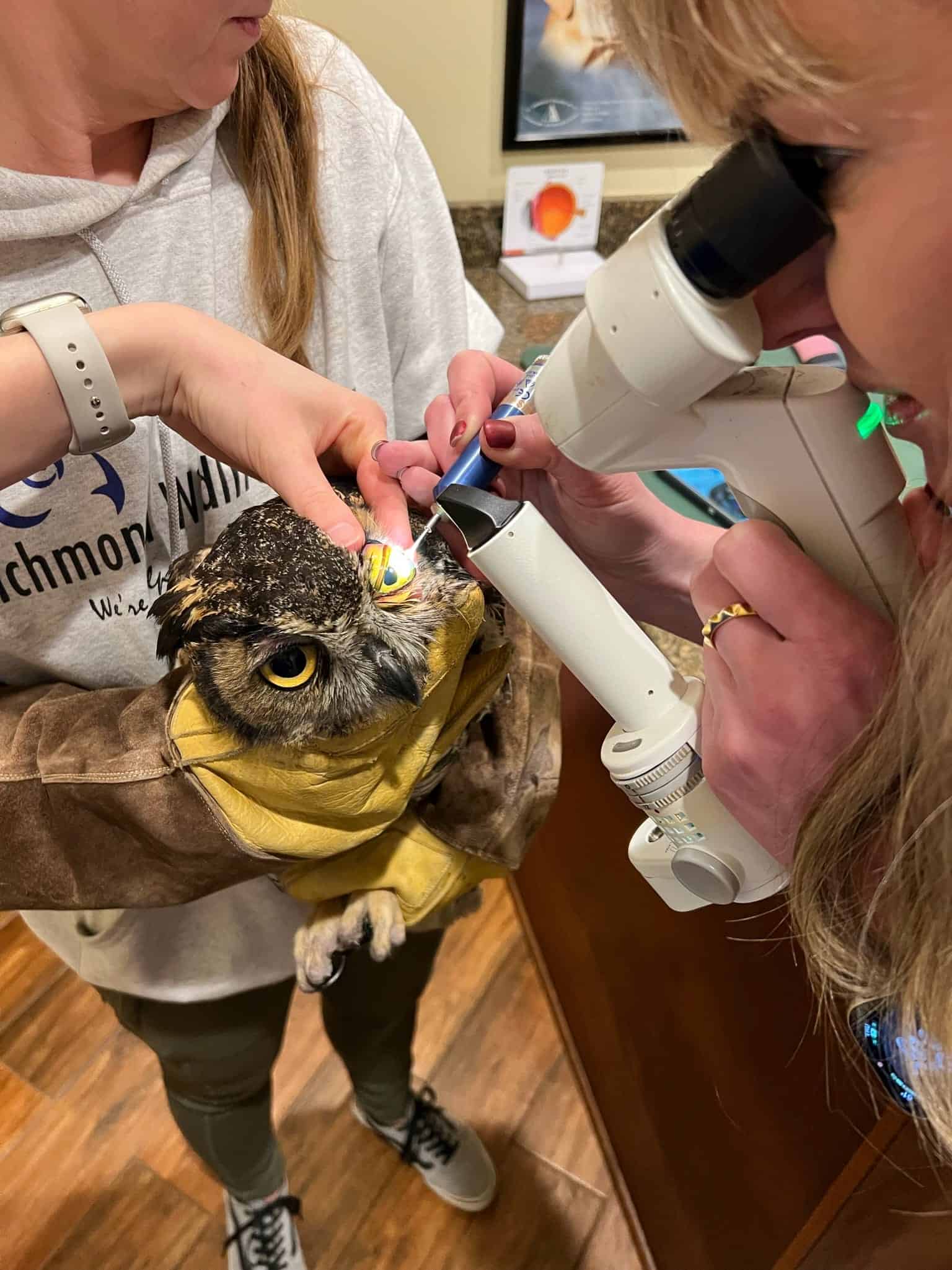 Pet Eye Care: Veterinary Vision Specialists in Richmond