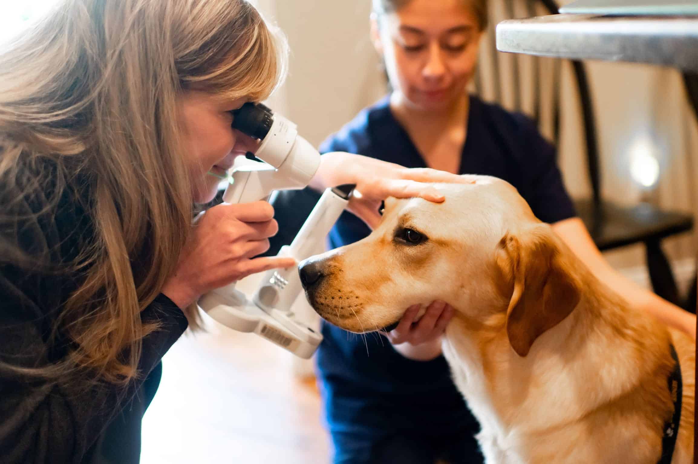 Veterinary Vision Specialists | Ophthalmologist in Midlothian, VA